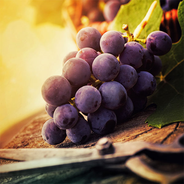 Hot Vineyard